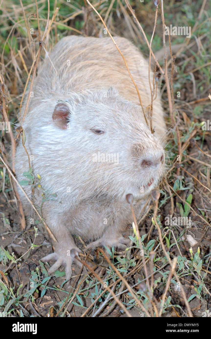 Common American Muskrat, Muskrat or muskbeaver (Ondatra zibethicus ...
