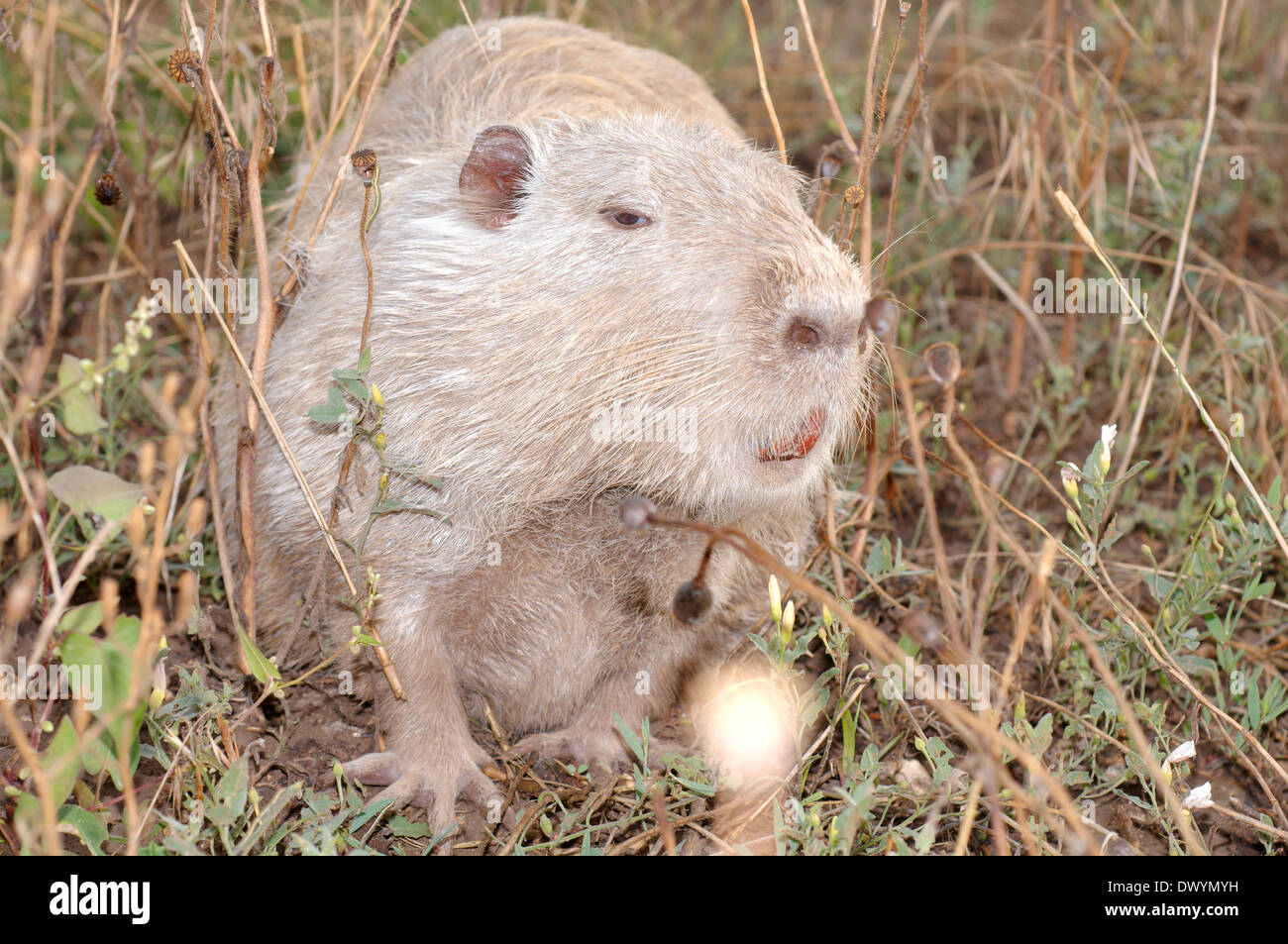 Common American Muskrat, Muskrat or muskbeaver (Ondatra zibethicus ...