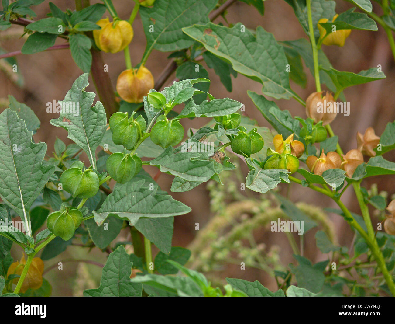 Purple ground cherry High Resolution Stock Photography and Images - Alamy