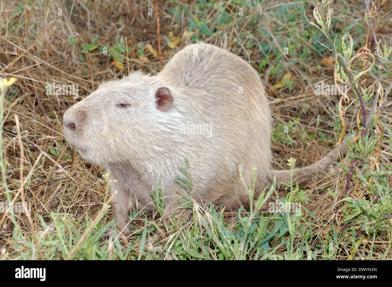 Common muskrat ondatra zibethicus hi-res stock photography and images - Alamy