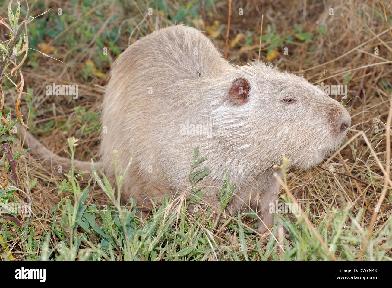 Common American Muskrat, Muskrat or muskbeaver (Ondatra zibethicus ...