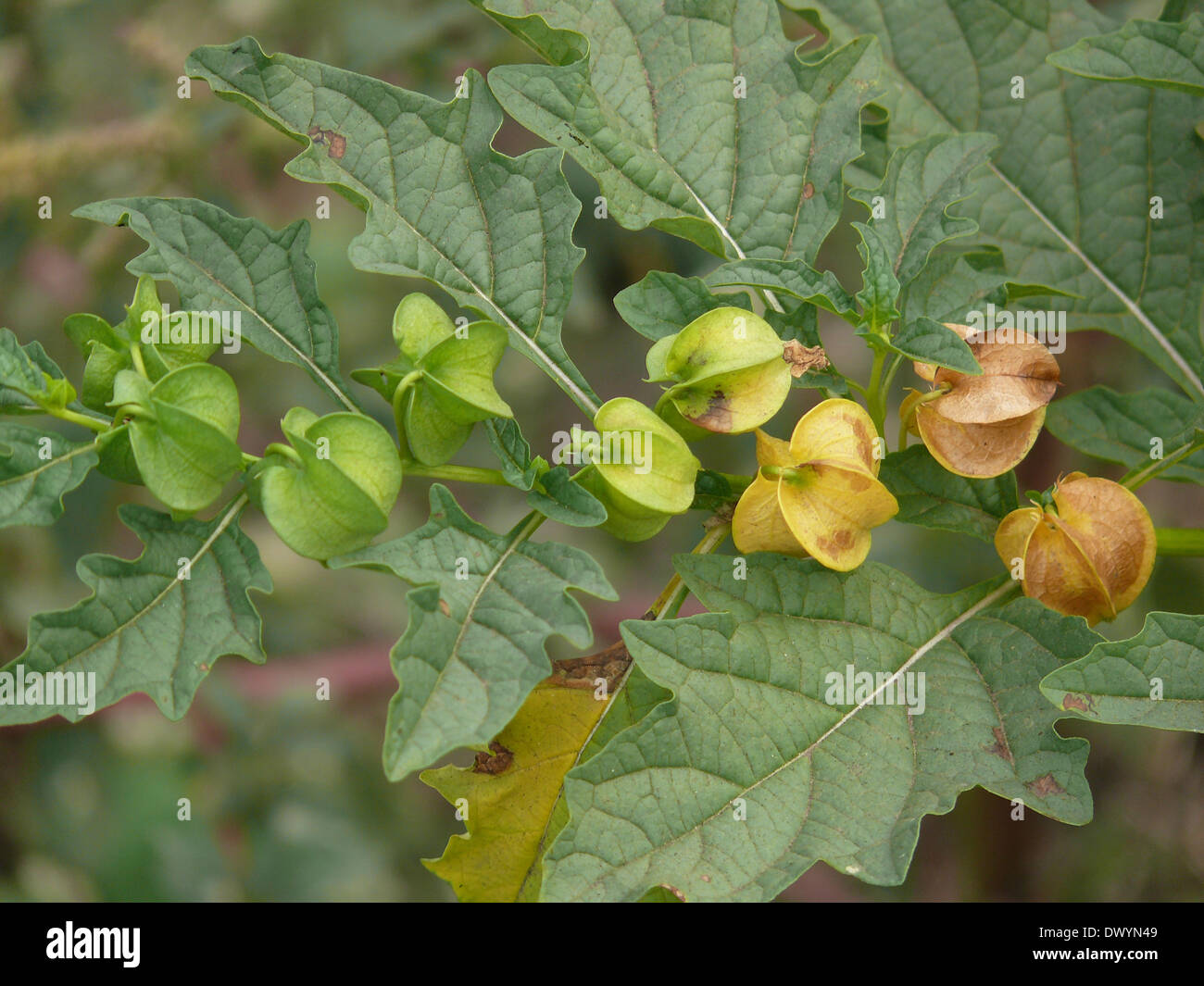 Physalis, Hog-Plum, Husk-Tomato, Wild-Pompion, Chinese Lantern, Bladder ...
