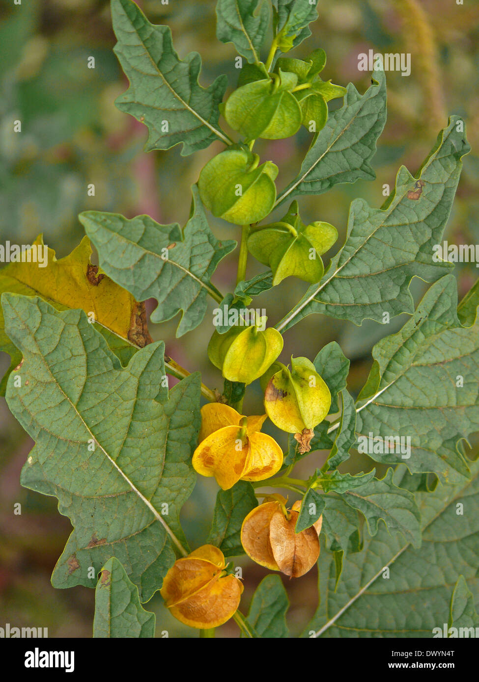 Physalis, Hog-Plum, Husk-Tomato, Wild-Pompion, Chinese Lantern, Bladder ...