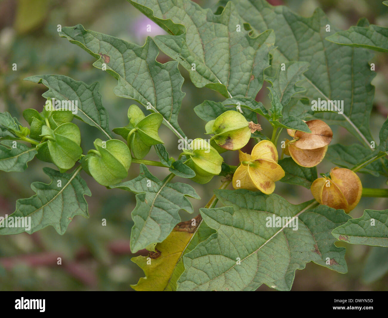 Hog plum hi-res stock photography and images - Alamy