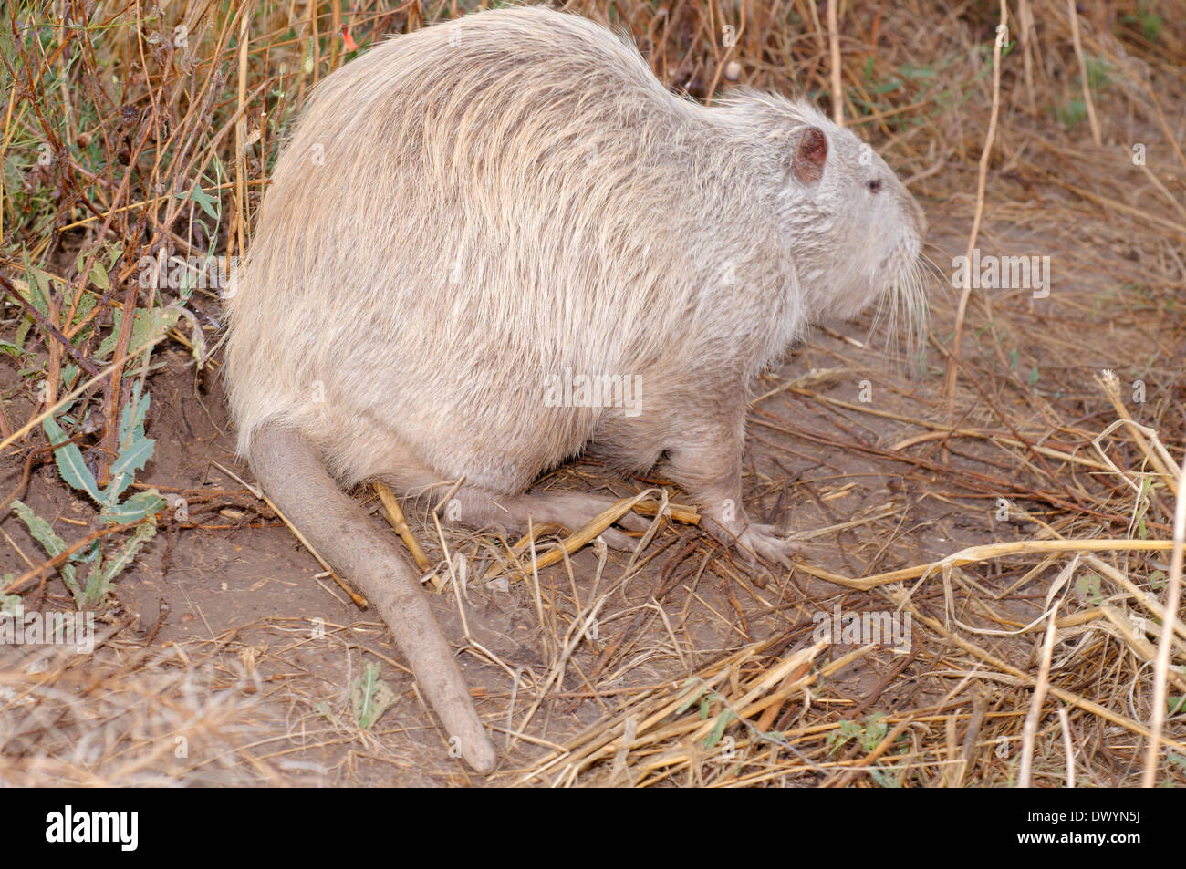 Common American Muskrat, Muskrat or muskbeaver (Ondatra zibethicus ...