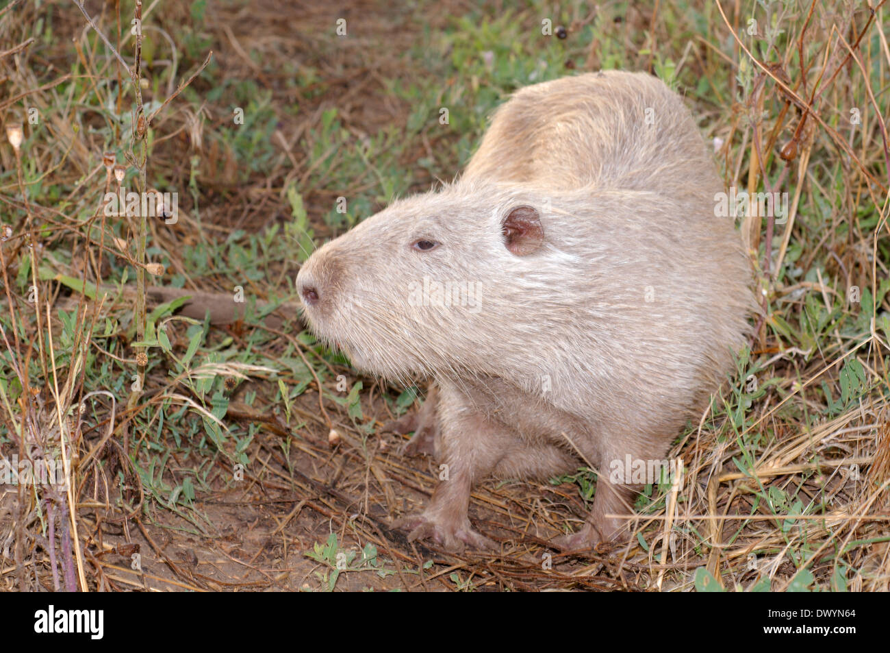 Common muskrat ondatra zibethicus hi-res stock photography and images ...