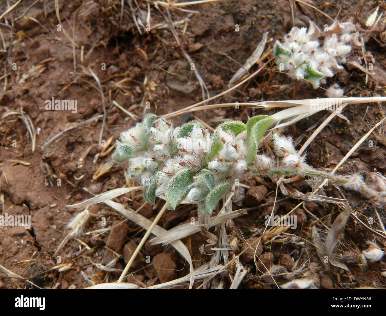 Wild Shrub, India Stock Photo - Alamy
