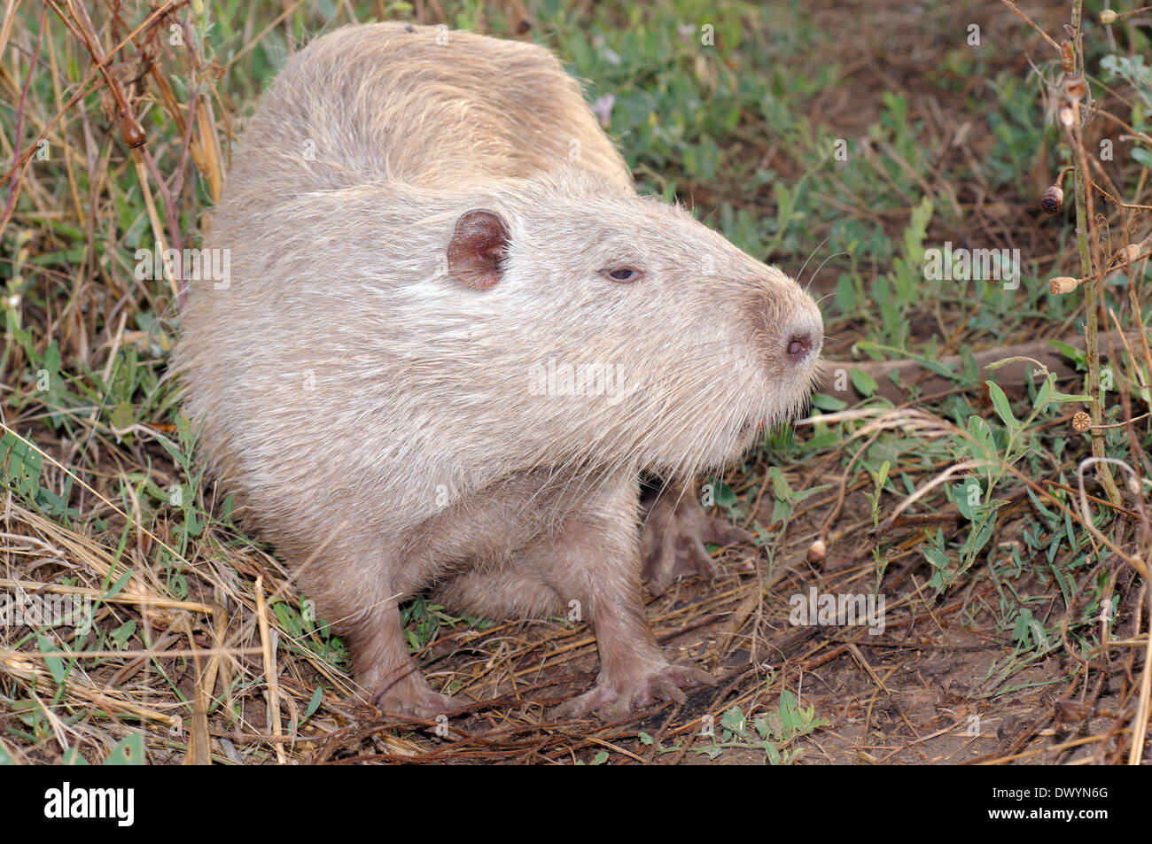 Common muskrat ondatra zibethicus hi-res stock photography and images ...