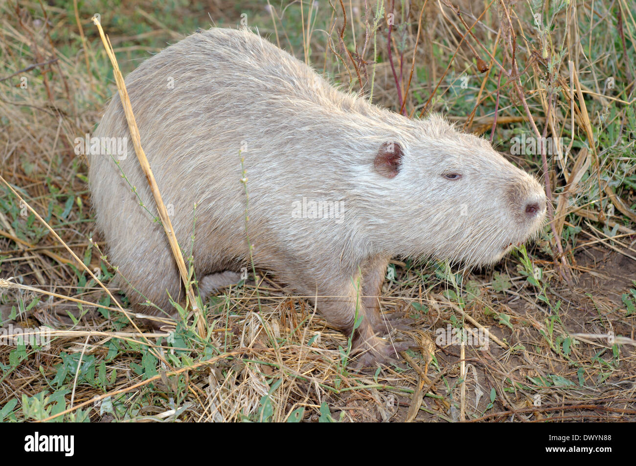 Common muskrat ondatra zibethicus hi-res stock photography and images ...