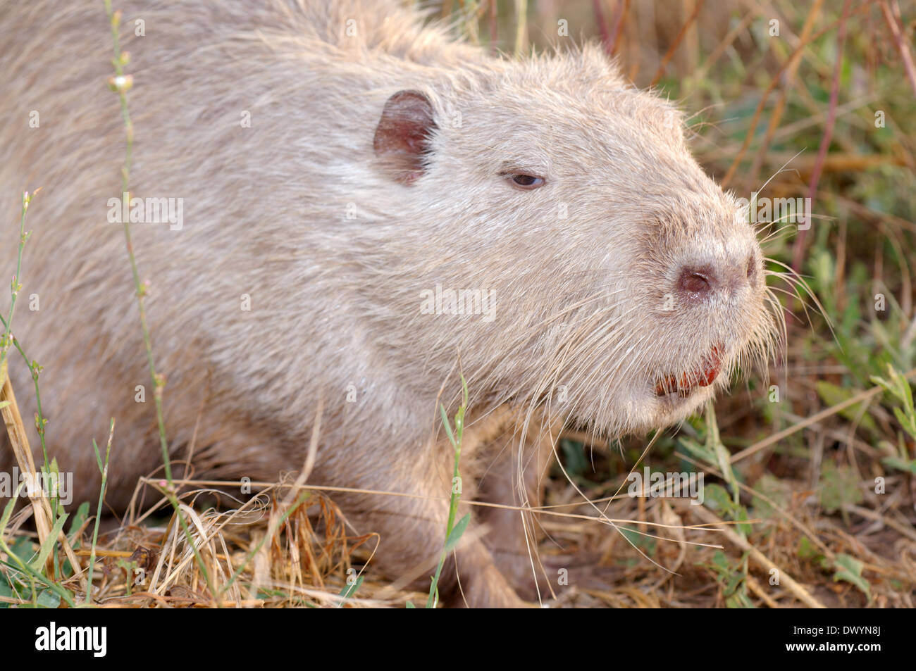 Common muskrat ondatra zibethicus hi-res stock photography and images ...