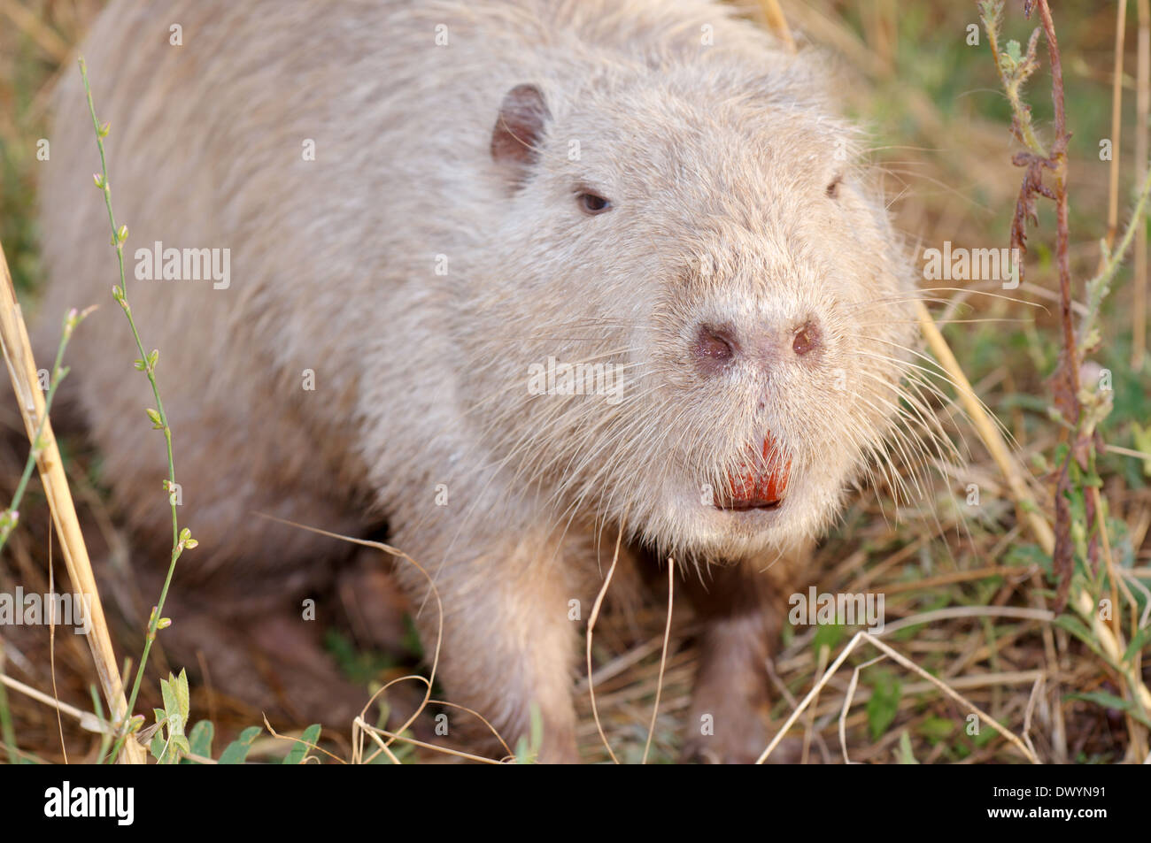 Common American Muskrat, Muskrat or muskbeaver (Ondatra zibethicus Stock Photo - Alamy