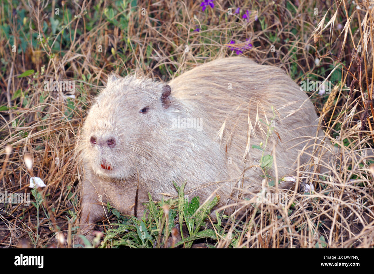 Common American Muskrat, Muskrat or muskbeaver (Ondatra zibethicus ...