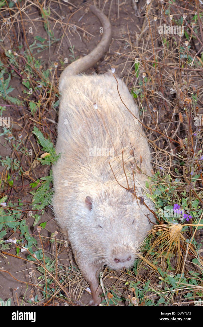 Common American Muskrat, Muskrat or muskbeaver (Ondatra zibethicus ...
