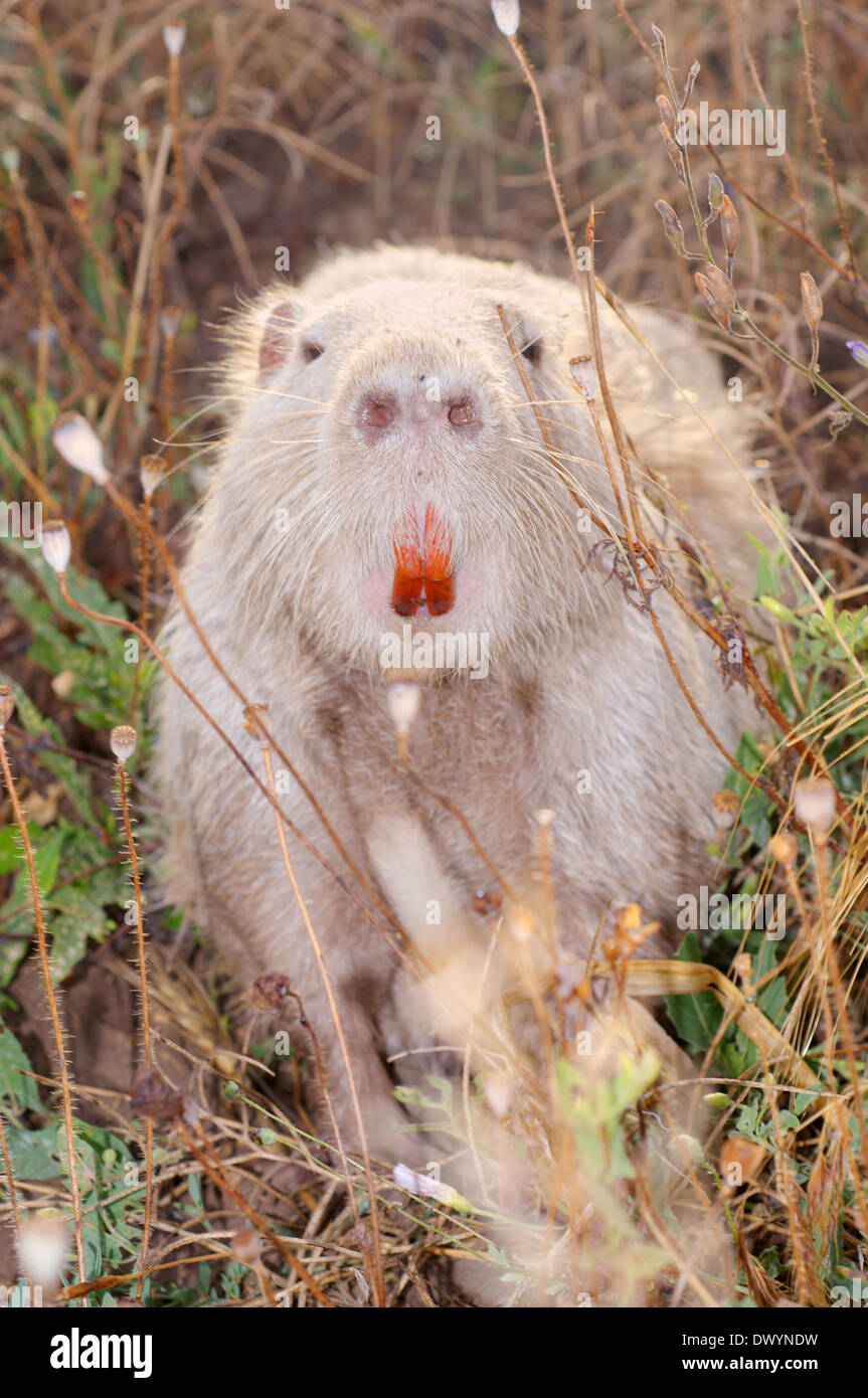 Common muskrat ondatra zibethicus hi-res stock photography and images ...