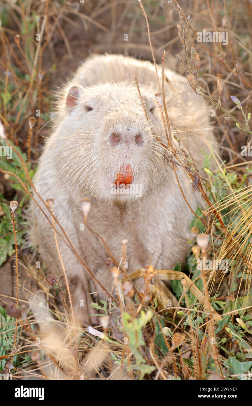 Common American Muskrat, Muskrat or muskbeaver (Ondatra zibethicus ...