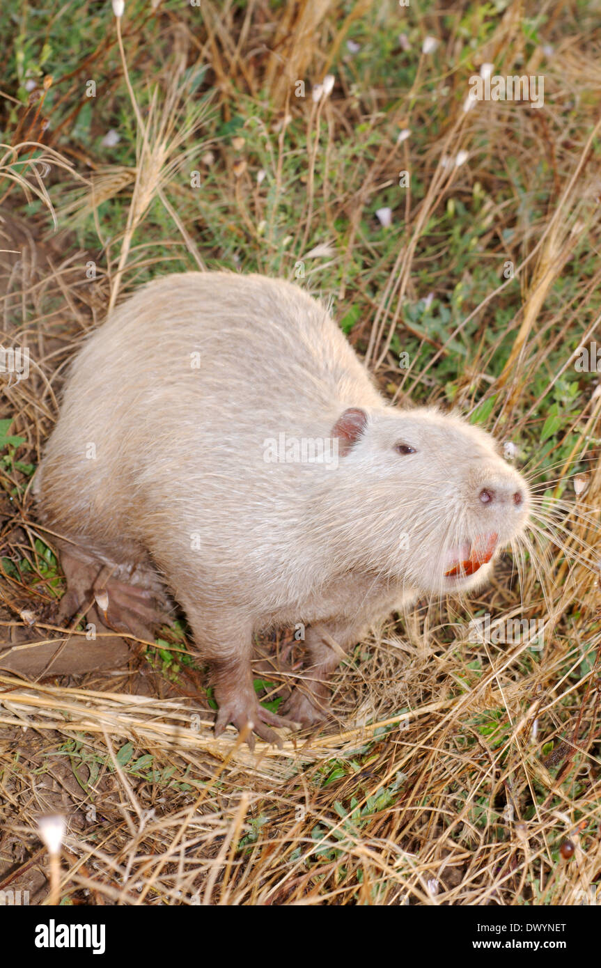 Common American Muskrat, Muskrat or muskbeaver (Ondatra zibethicus ...