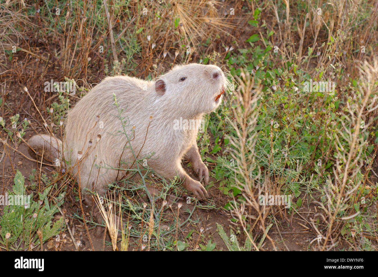 Common American Muskrat, Muskrat or muskbeaver (Ondatra zibethicus ...
