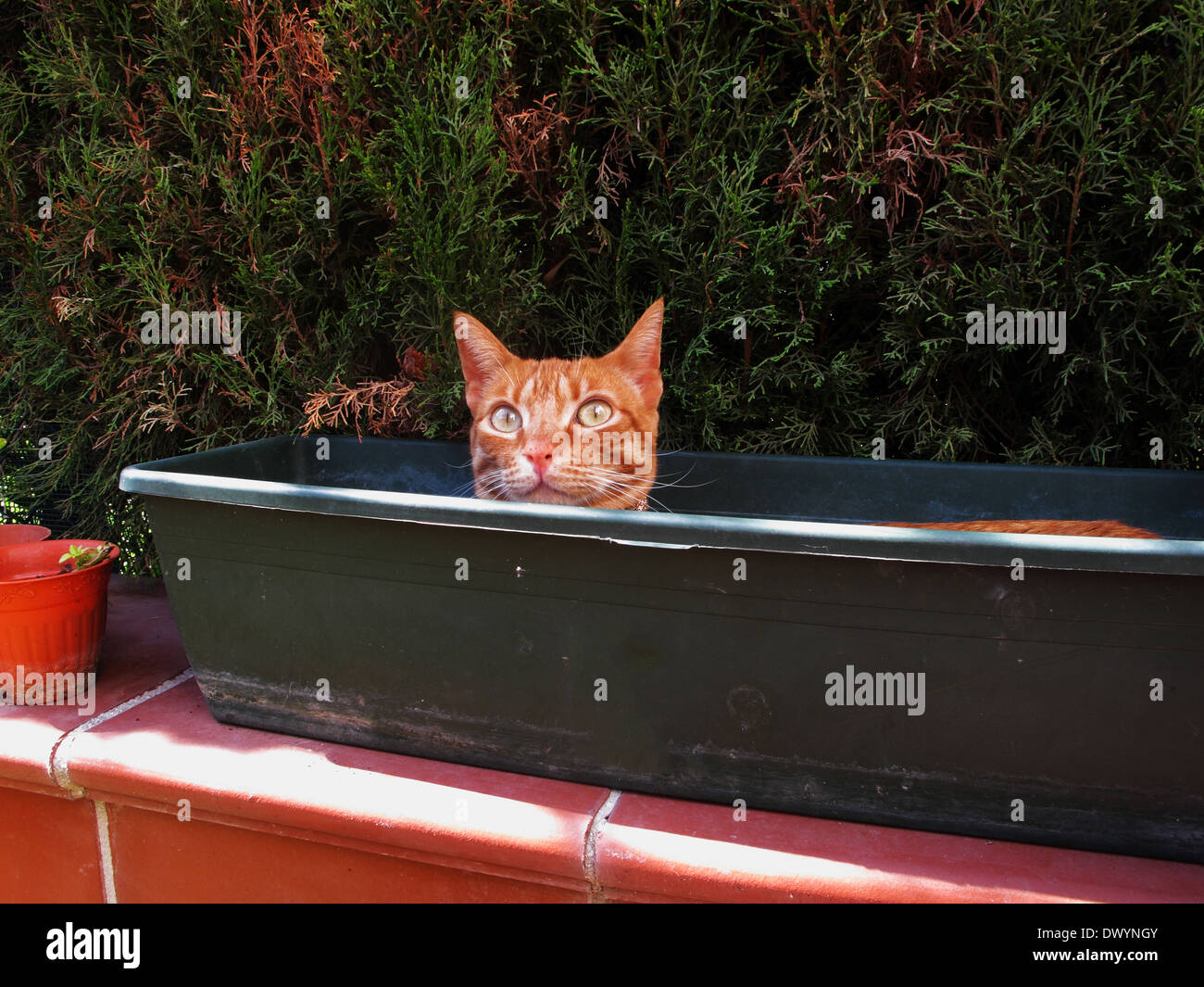 Trough plant hi-res stock photography and images - Alamy