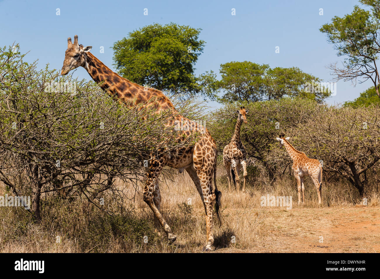 Giraffes animals between trees in wildlife safari park Stock Photo - Alamy