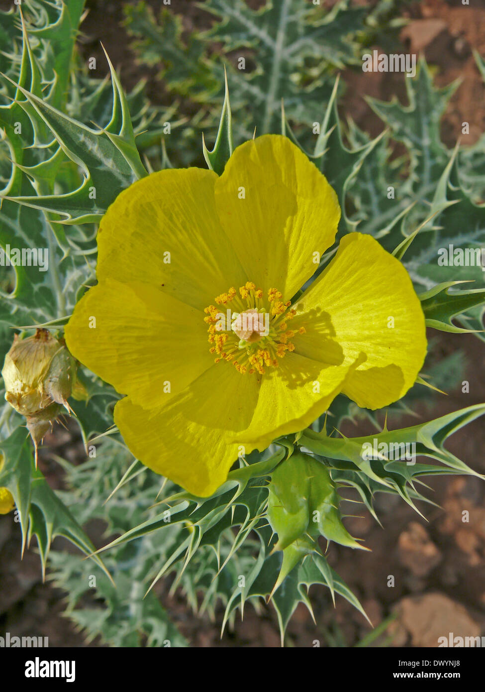 Flower of Argemone mexicana L., Papaveraceae Stock Photo - Alamy