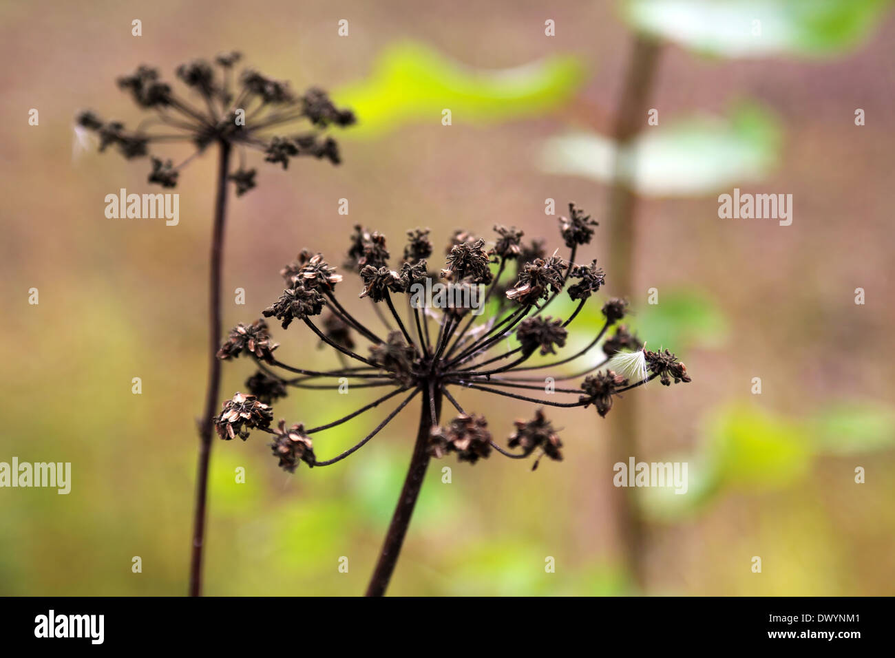Withered plants in nature in late summer Stock Photo - Alamy