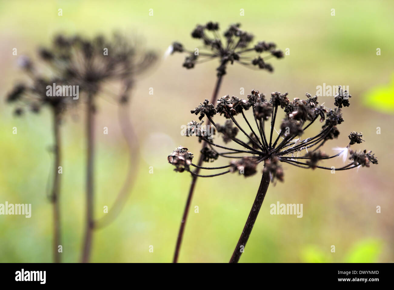 Withered plants hi-res stock photography and images - Alamy
