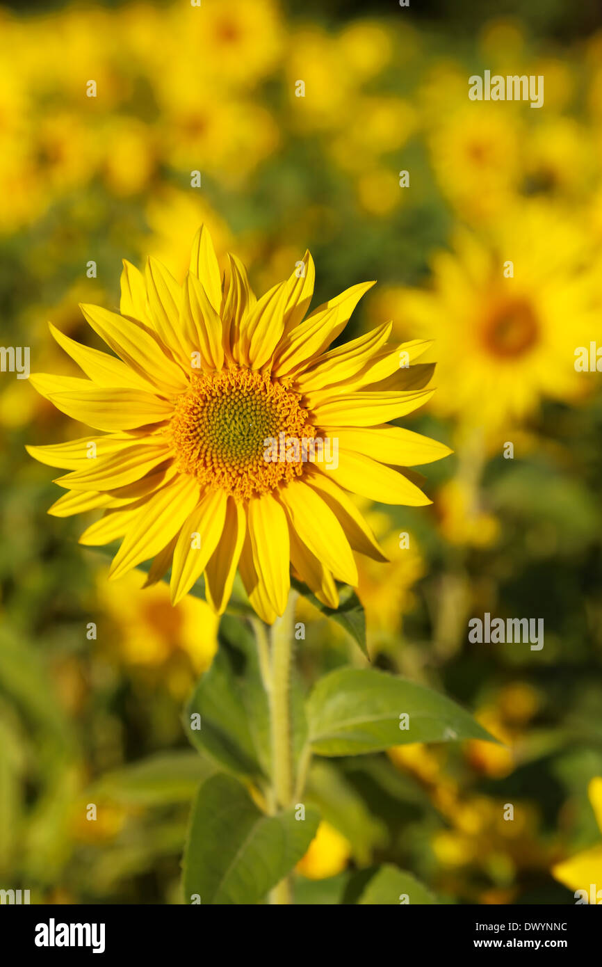 Sunny sunflower field hi-res stock photography and images - Alamy
