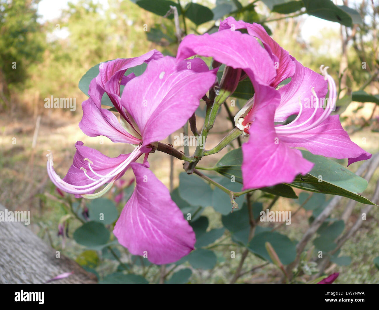 Flower of Orchid Tree, Varigated Bauhinia, Bauhinia variegata Stock ...