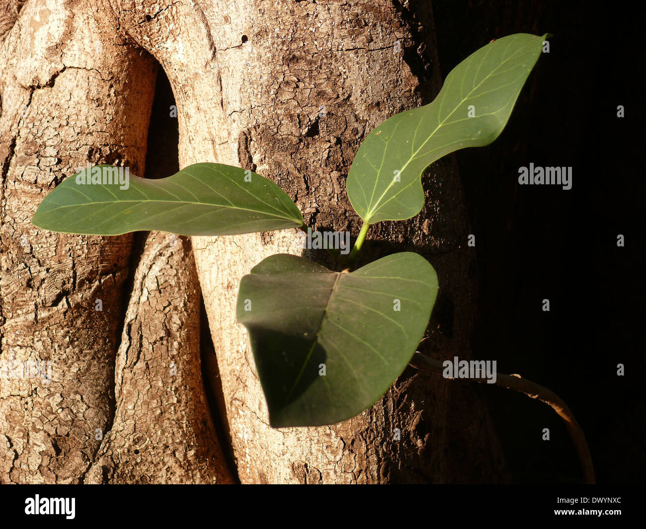 Ficus benghalensis hi-res stock photography and images - Alamy