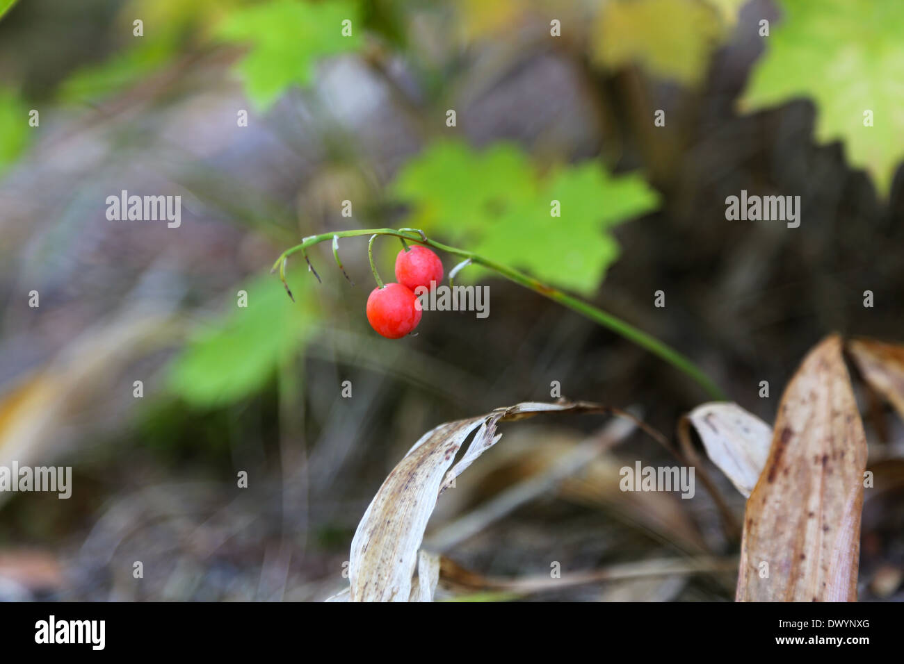 Lily berries hi-res stock photography and images - Alamy