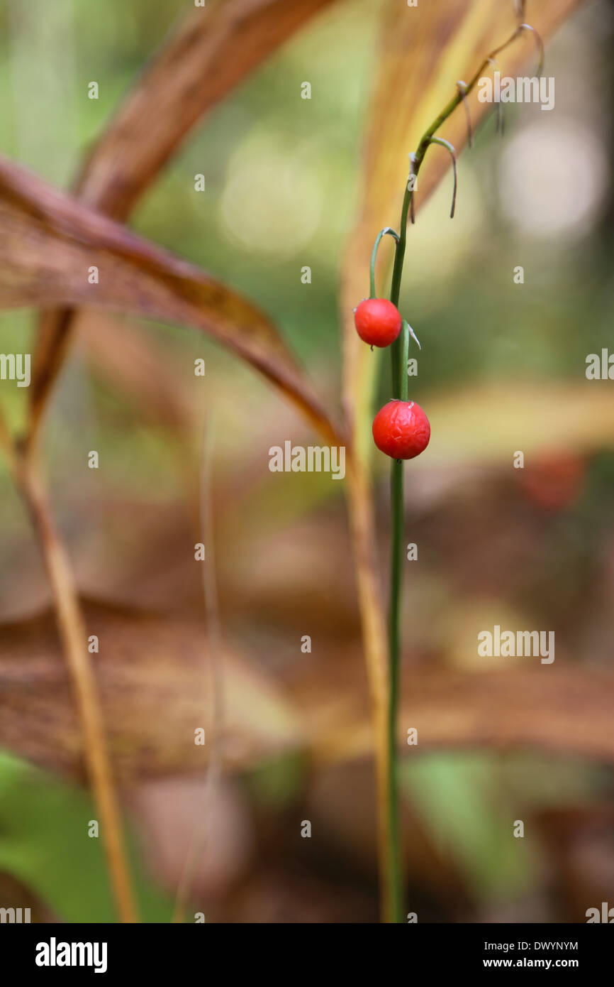 Withered lily of the valley in forest in autumn Stock Photo - Alamy