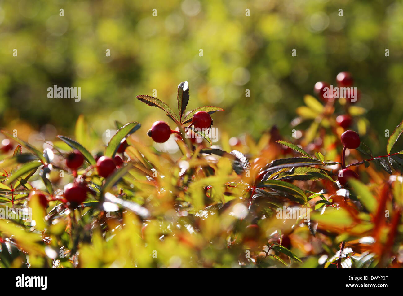Decorative bush in vibrant colors with sunlight Stock Photo - Alamy