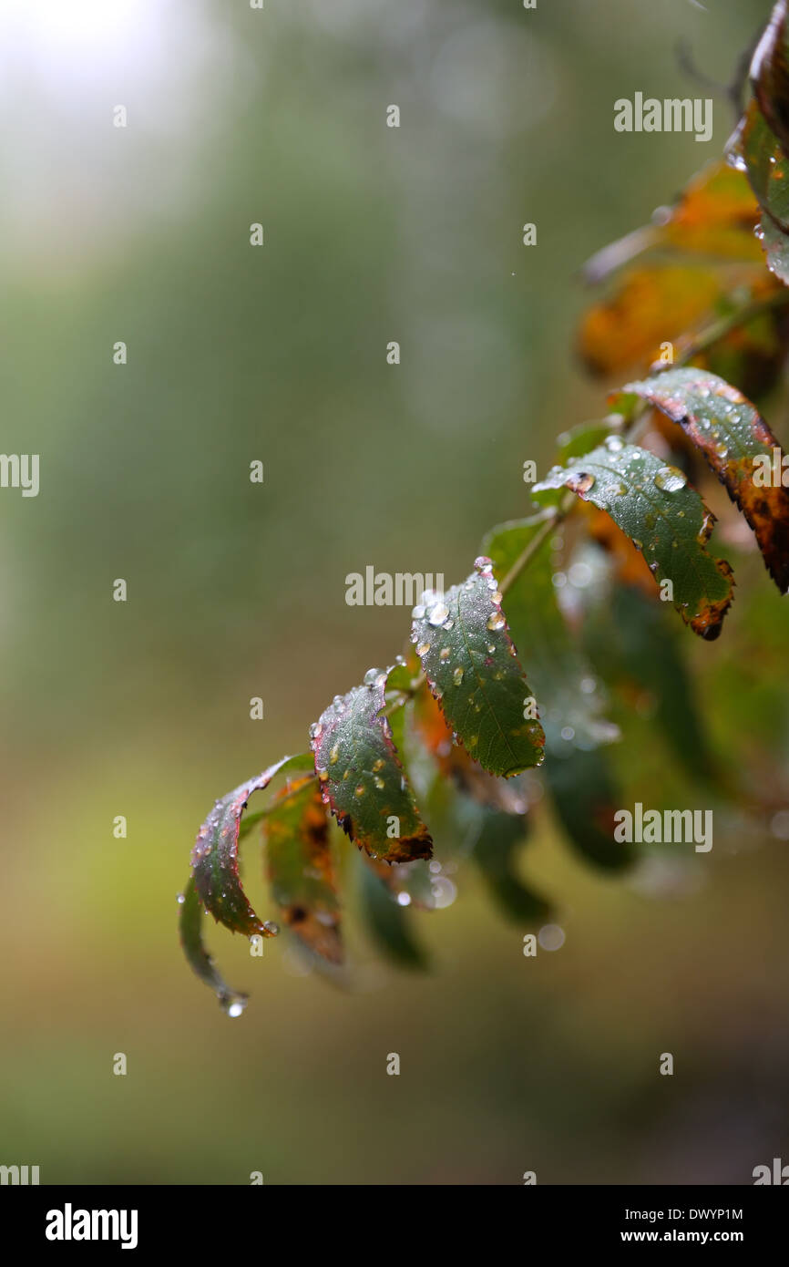 Rain of ash hi-res stock photography and images - Alamy