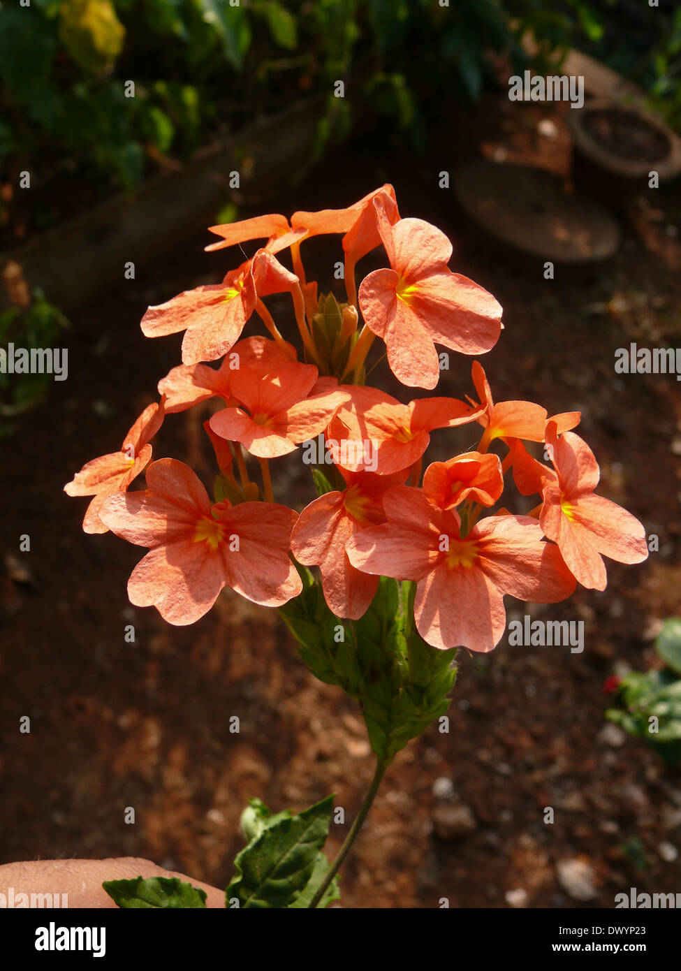 Crossandra infundibuliformis hi-res stock photography and images - Alamy