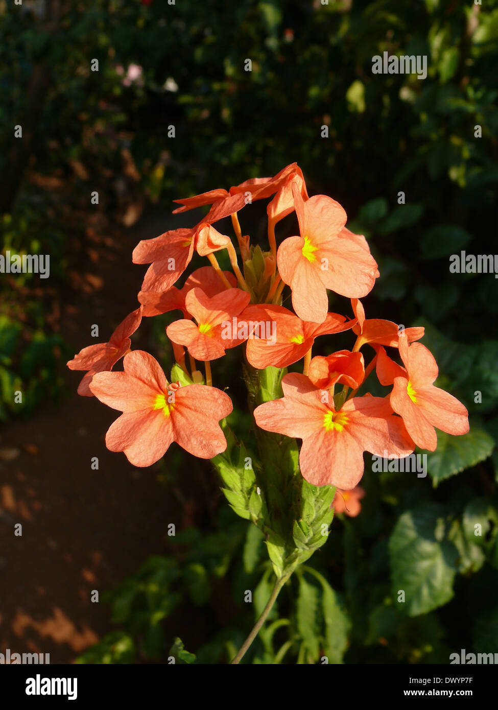 Crossandra infundibuliformis hi-res stock photography and images - Alamy