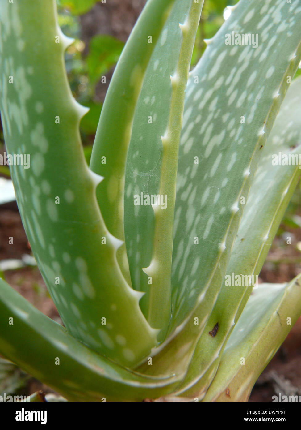 Aloe vera, India Stock Photo - Alamy
