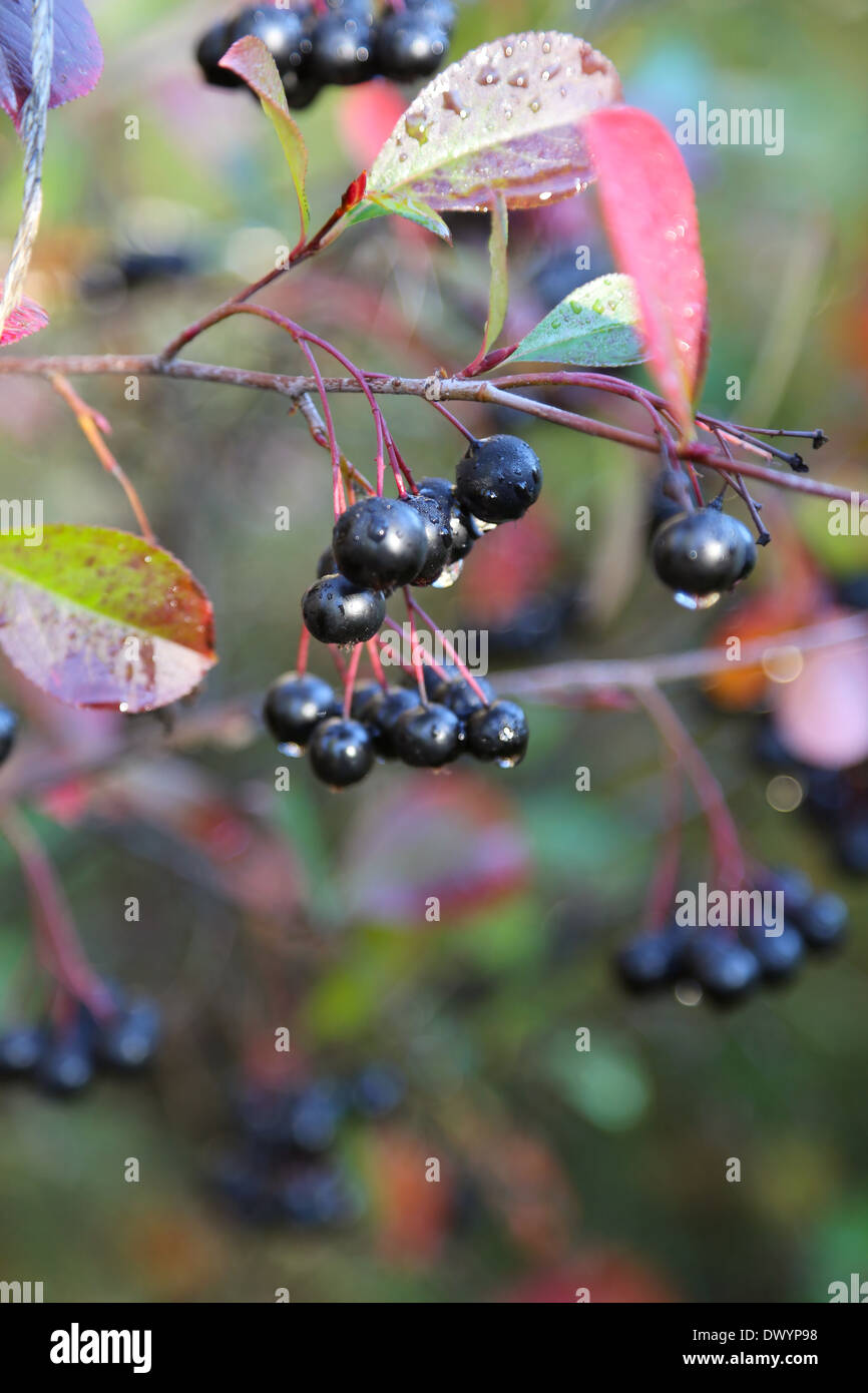 Decorative bush in autumn after the rain with raindrops Stock Photo - Alamy