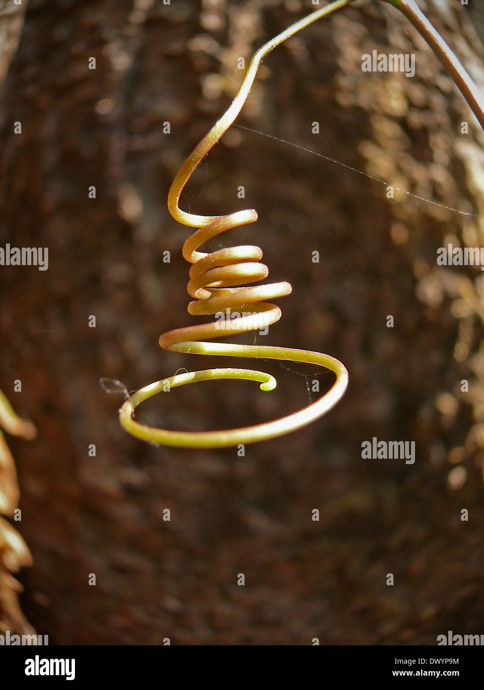 Cucurbitaceae Tendril