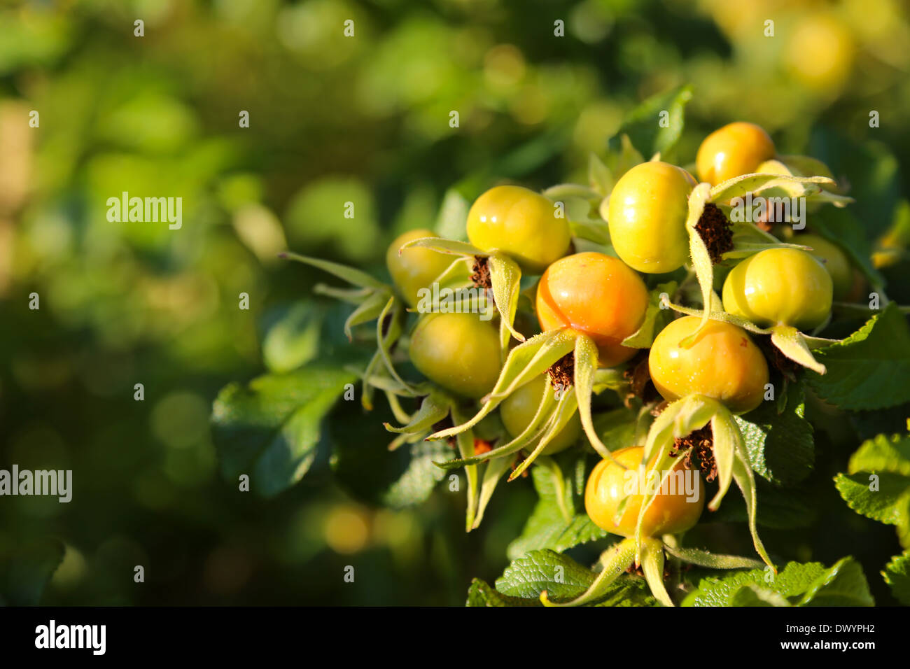 Maturing fruits hi-res stock photography and images - Alamy