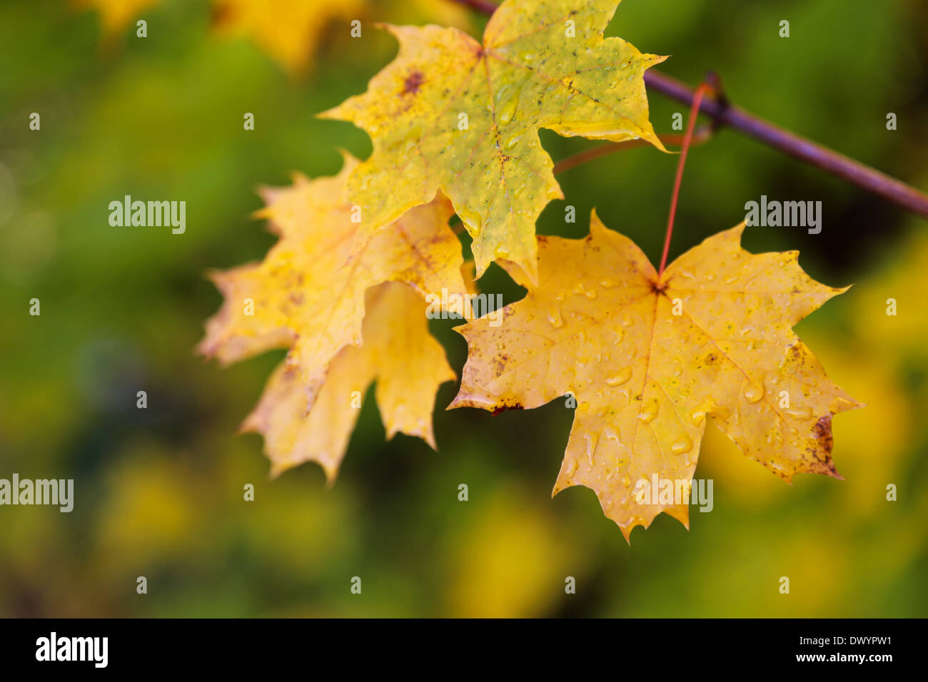 Colorful maple leaves in autumn Stock Photo - Alamy