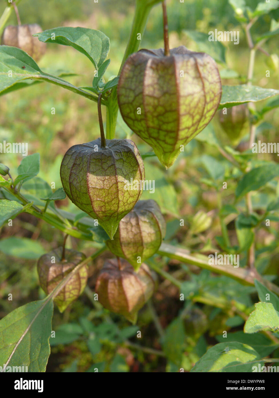 Cape gooseberry plant hi-res stock photography and images - Alamy