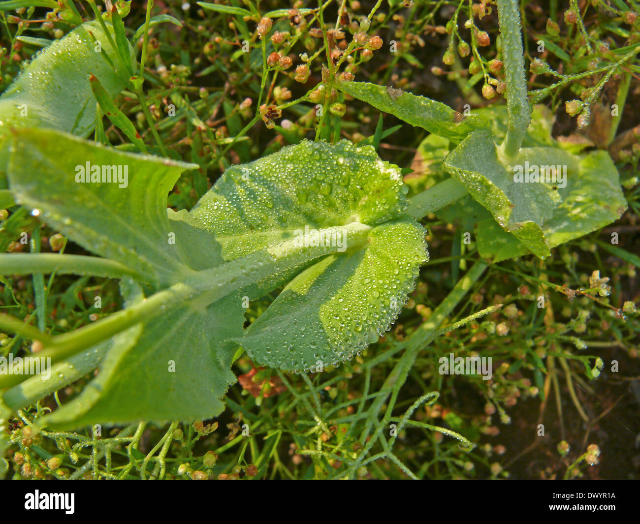 Plant of Sugar Snap Peas Stock Photo - Alamy