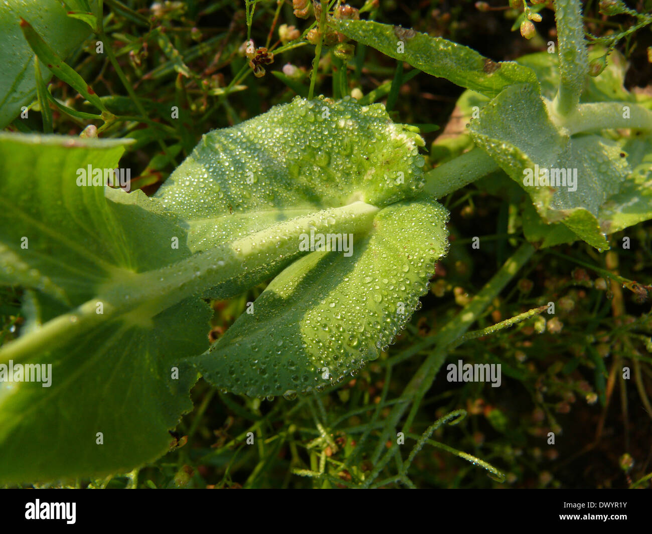 Plant of Sugar Snap Peas Stock Photo - Alamy
