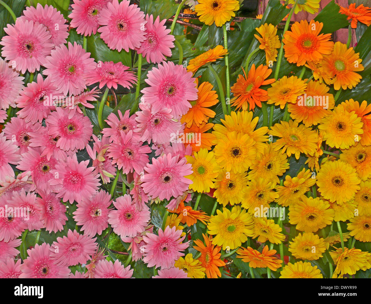 Gerbera flowers, Gerbera jamesonii Stock Photo - Alamy