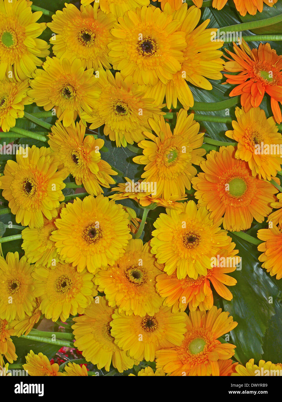 Gerbera flowers, Gerbera jamesonii Stock Photo - Alamy