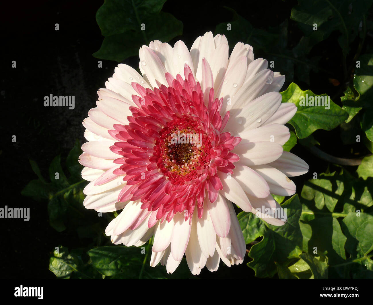 Gerbera flowers, Gerbera jamesonii Stock Photo - Alamy