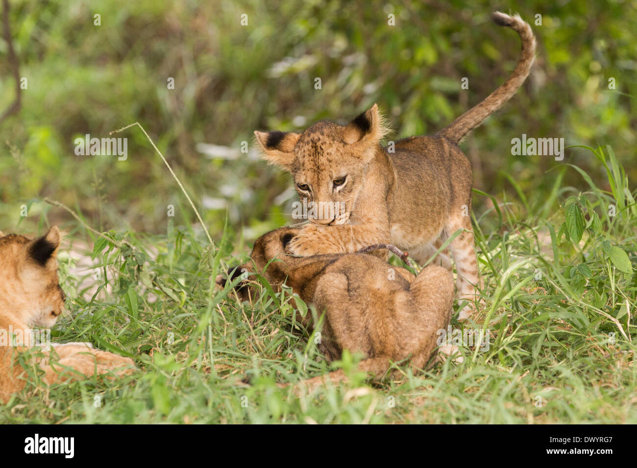Lion cubs at play Stock Photo - Alamy