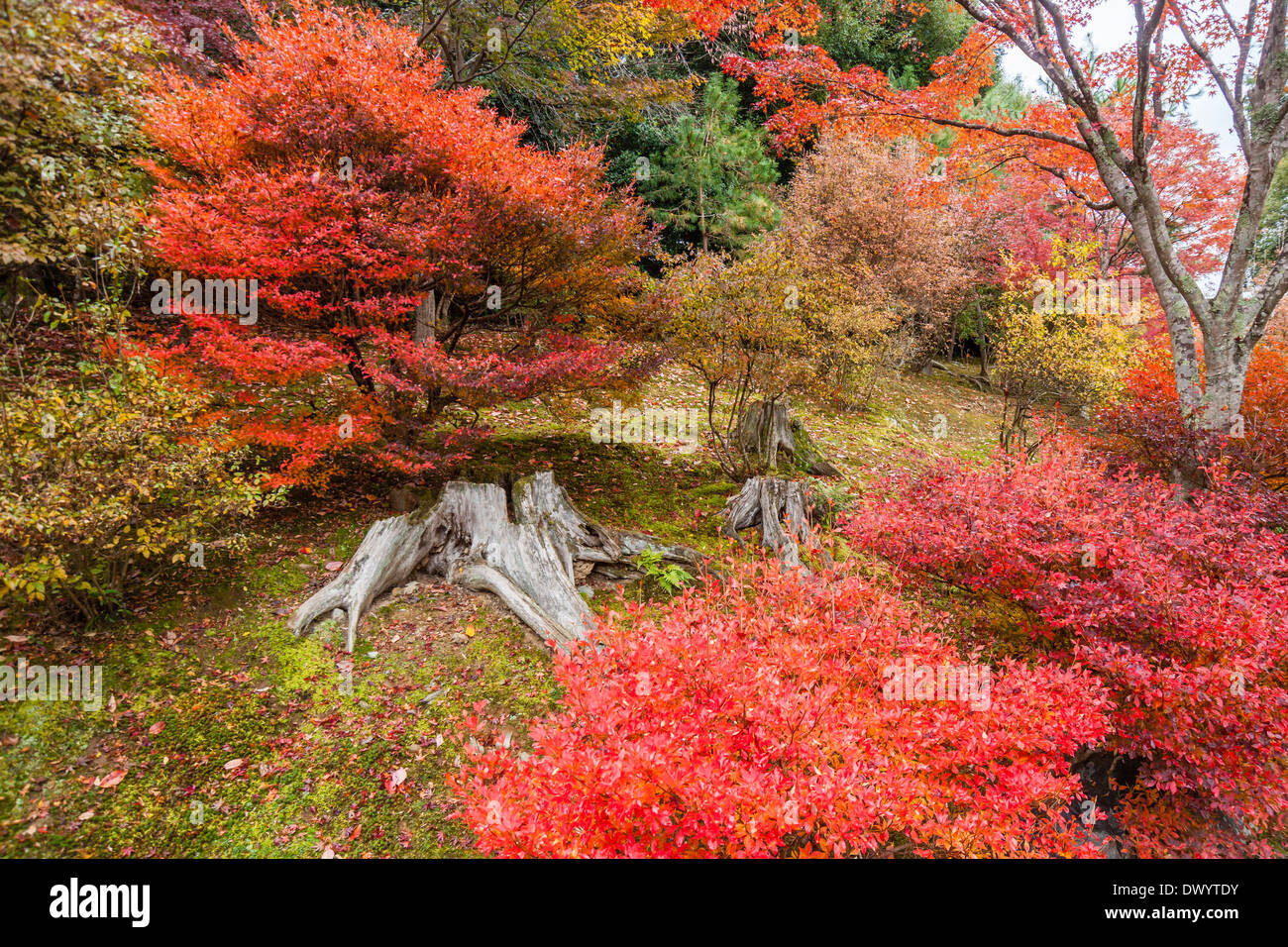 Japan autumn kyoto hi-res stock photography and images - Alamy