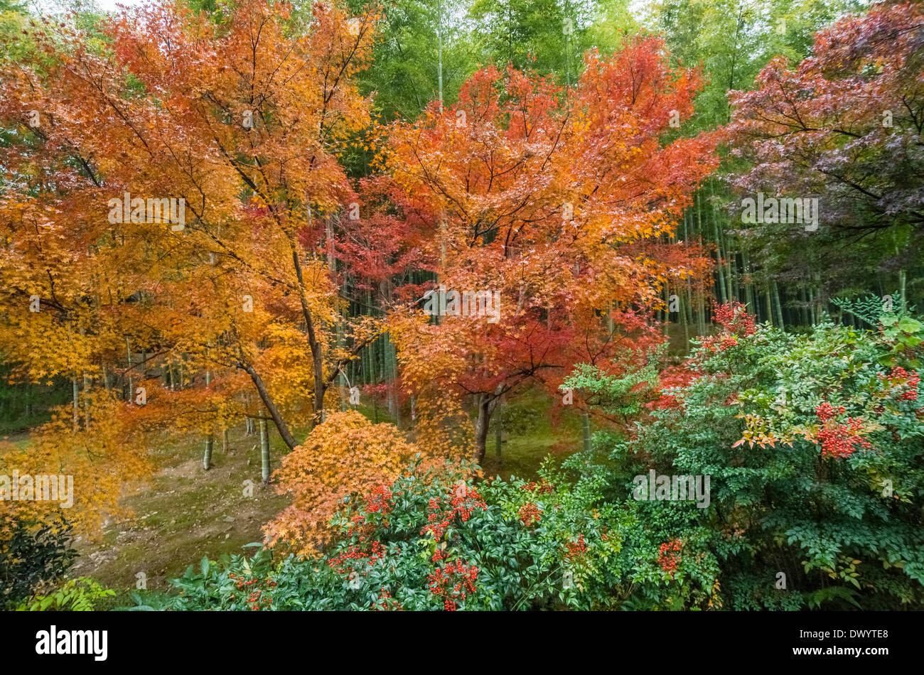 Japan autumn kyoto hi-res stock photography and images - Alamy