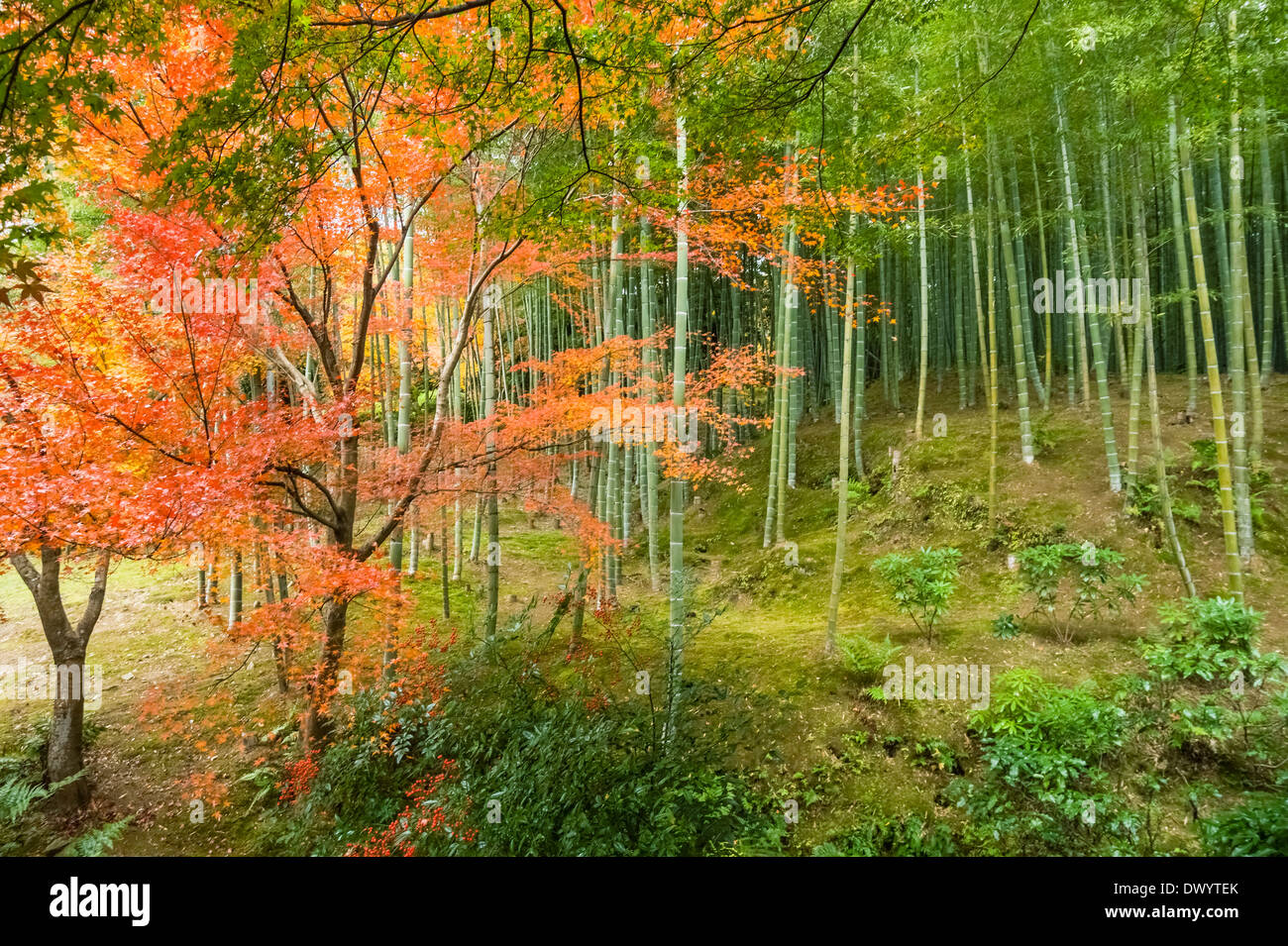 Autumn View of Trees in Kyoto, Japan Stock Photo - Alamy